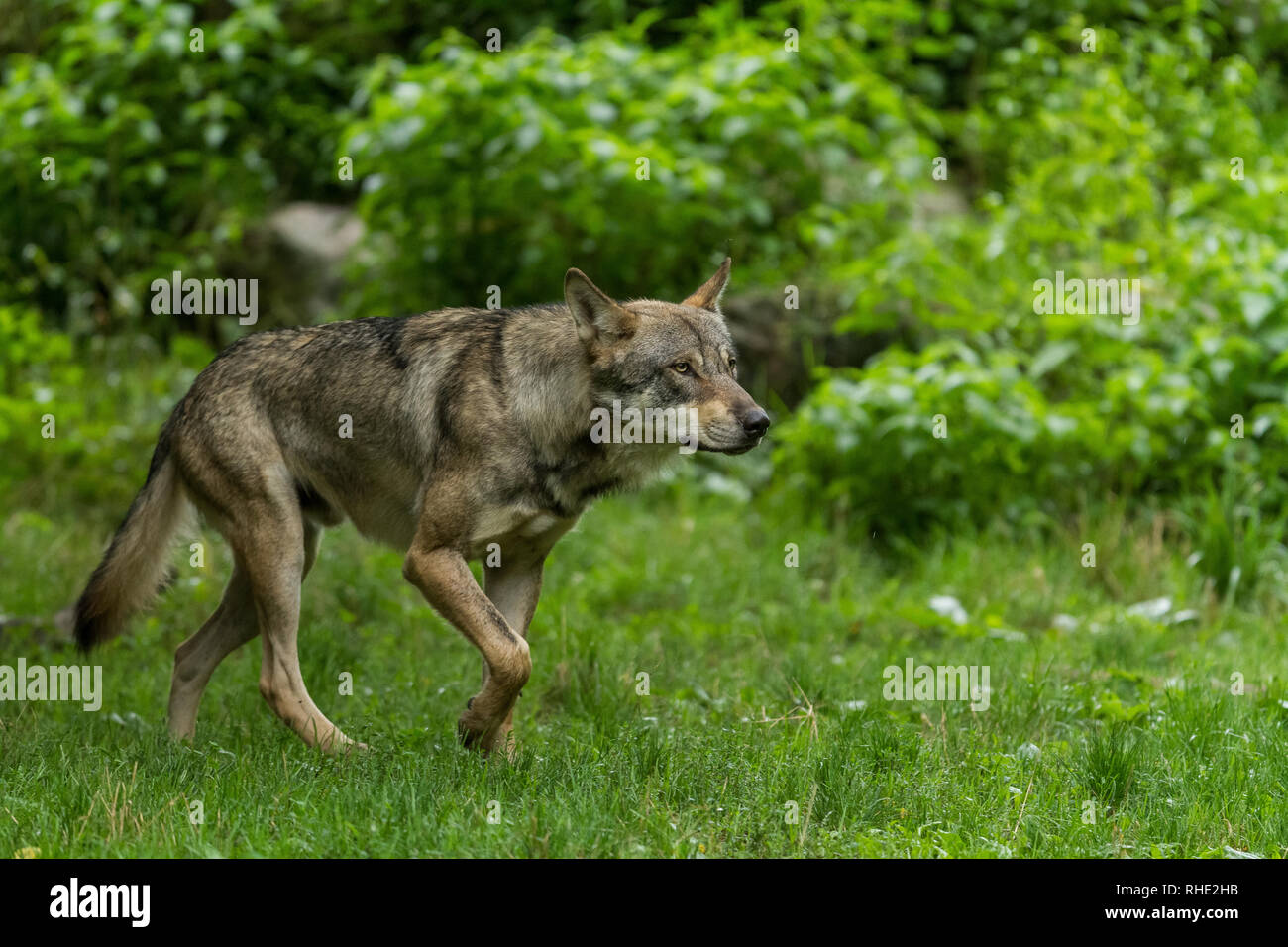 Grey wolf in the forest Stock Photo - Alamy