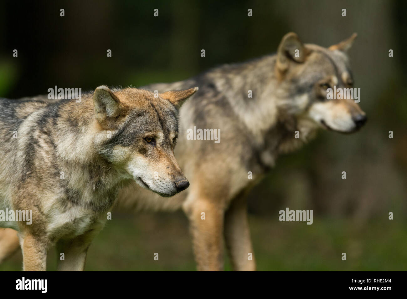 Grey wolf in the forest Stock Photo - Alamy