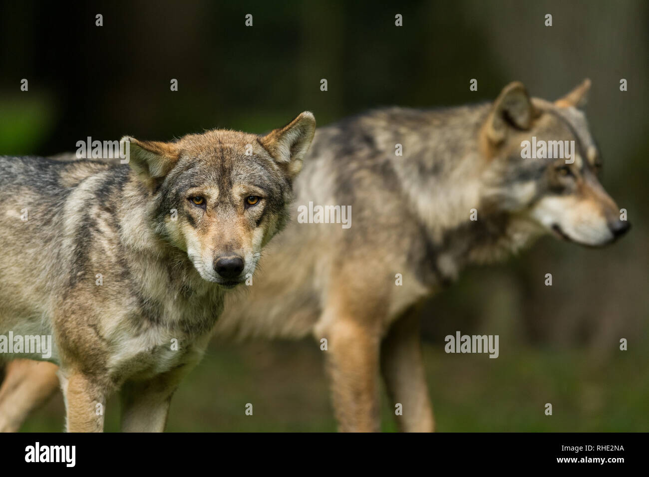 Grey wolf in the forest Stock Photo - Alamy