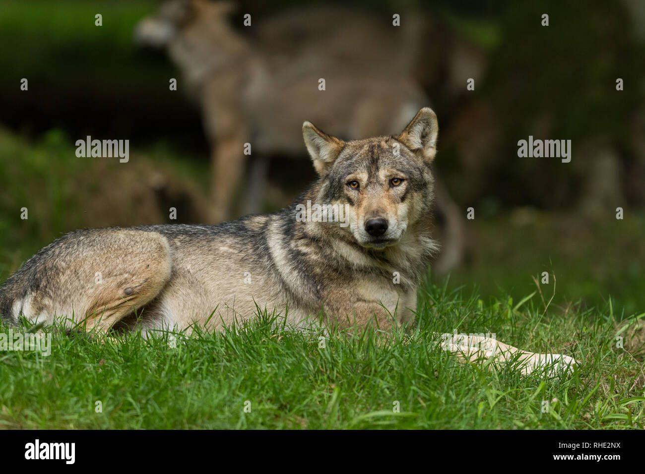 Grey wolf in the forest Stock Photo - Alamy