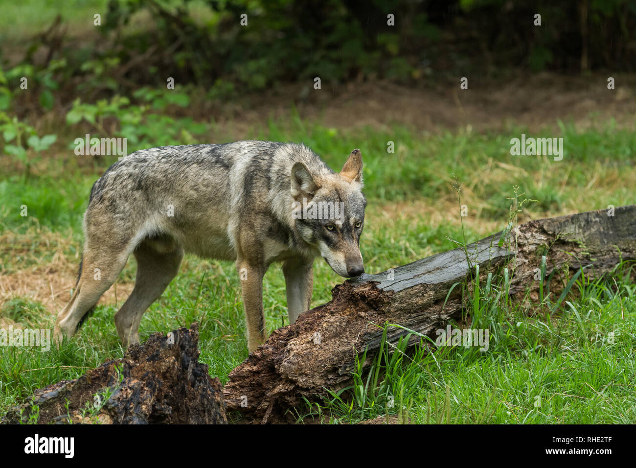 Grey wolf in the forest Stock Photo - Alamy