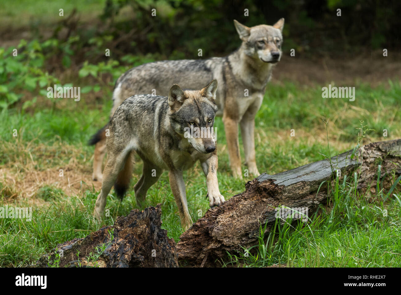 Grey wolf in the forest Stock Photo - Alamy