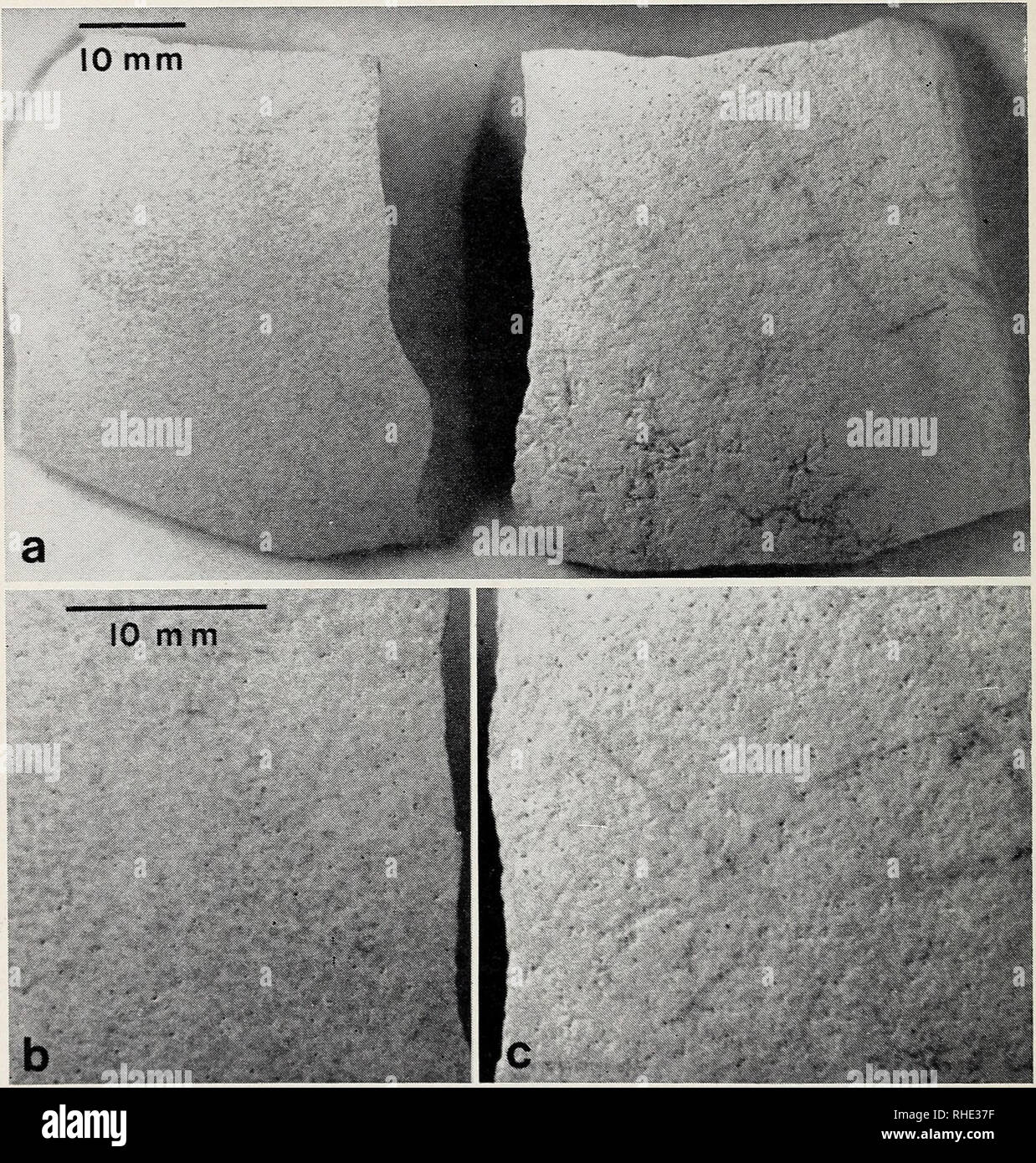 Eggshell pores hi-res stock photography and images - Alamy