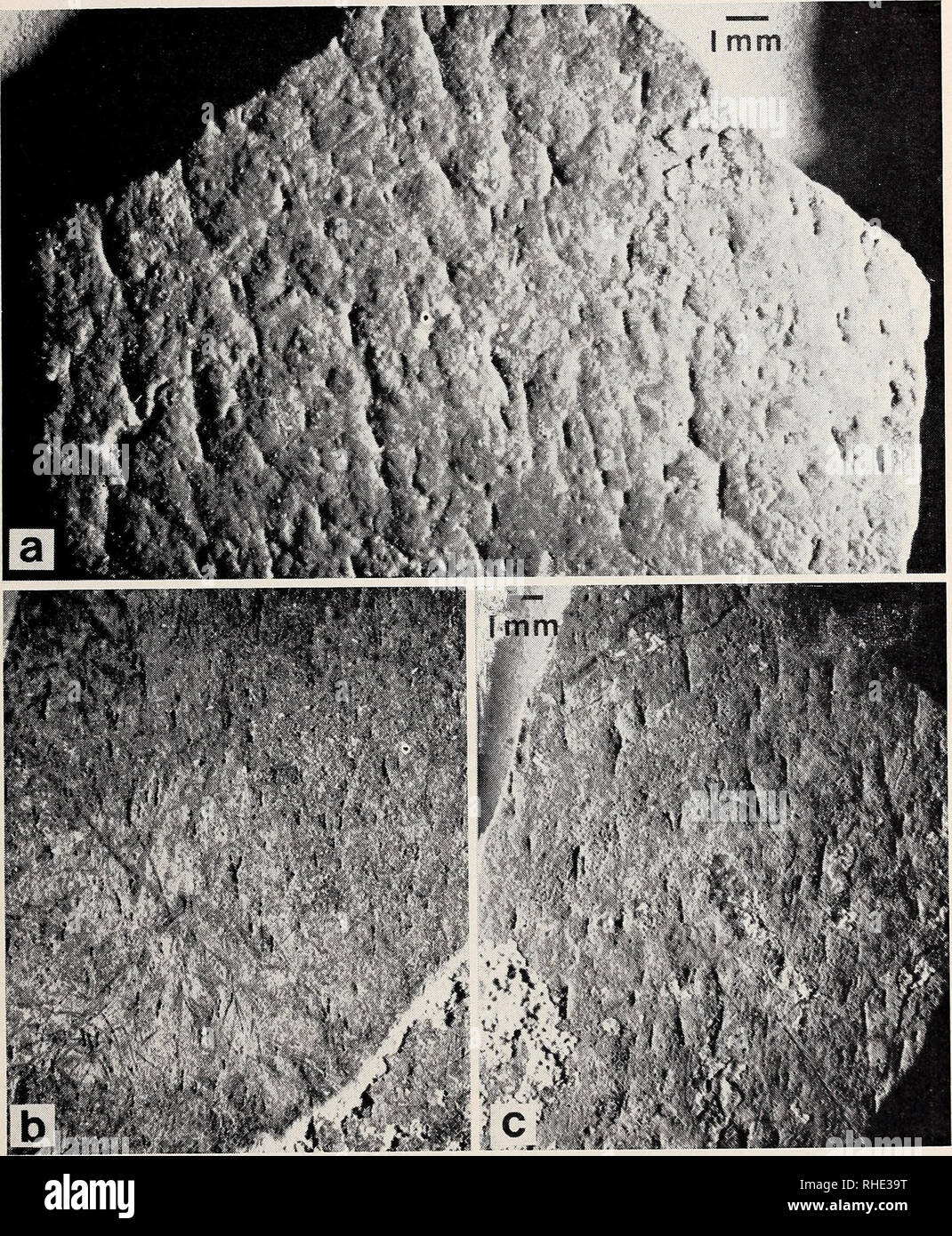 Mongolian patterns hi-res stock photography and images - Alamy