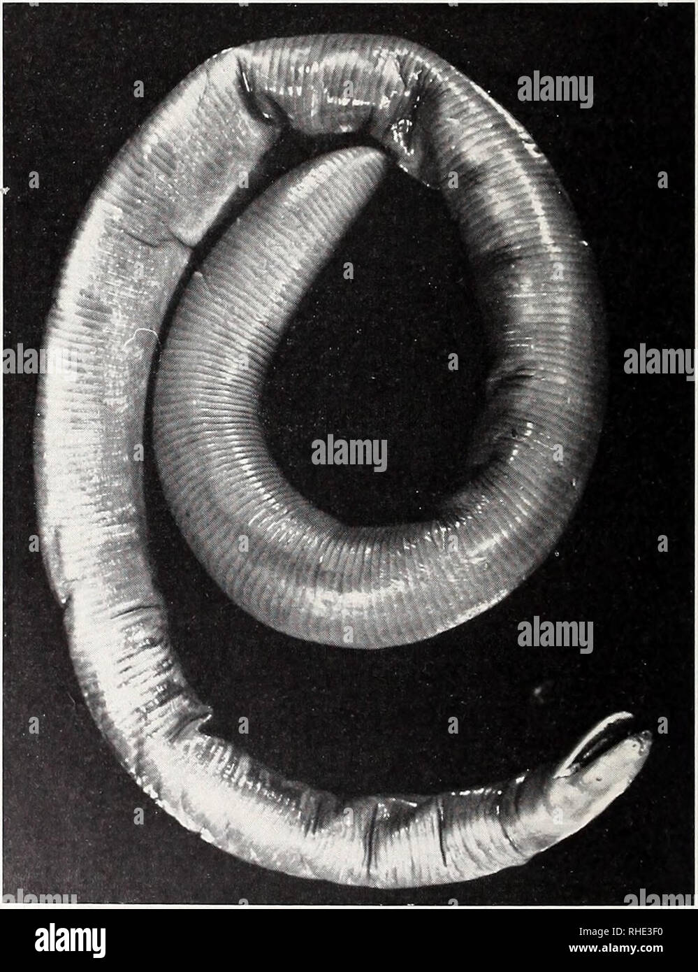 Ichthyophis hi-res stock photography and images - Alamy