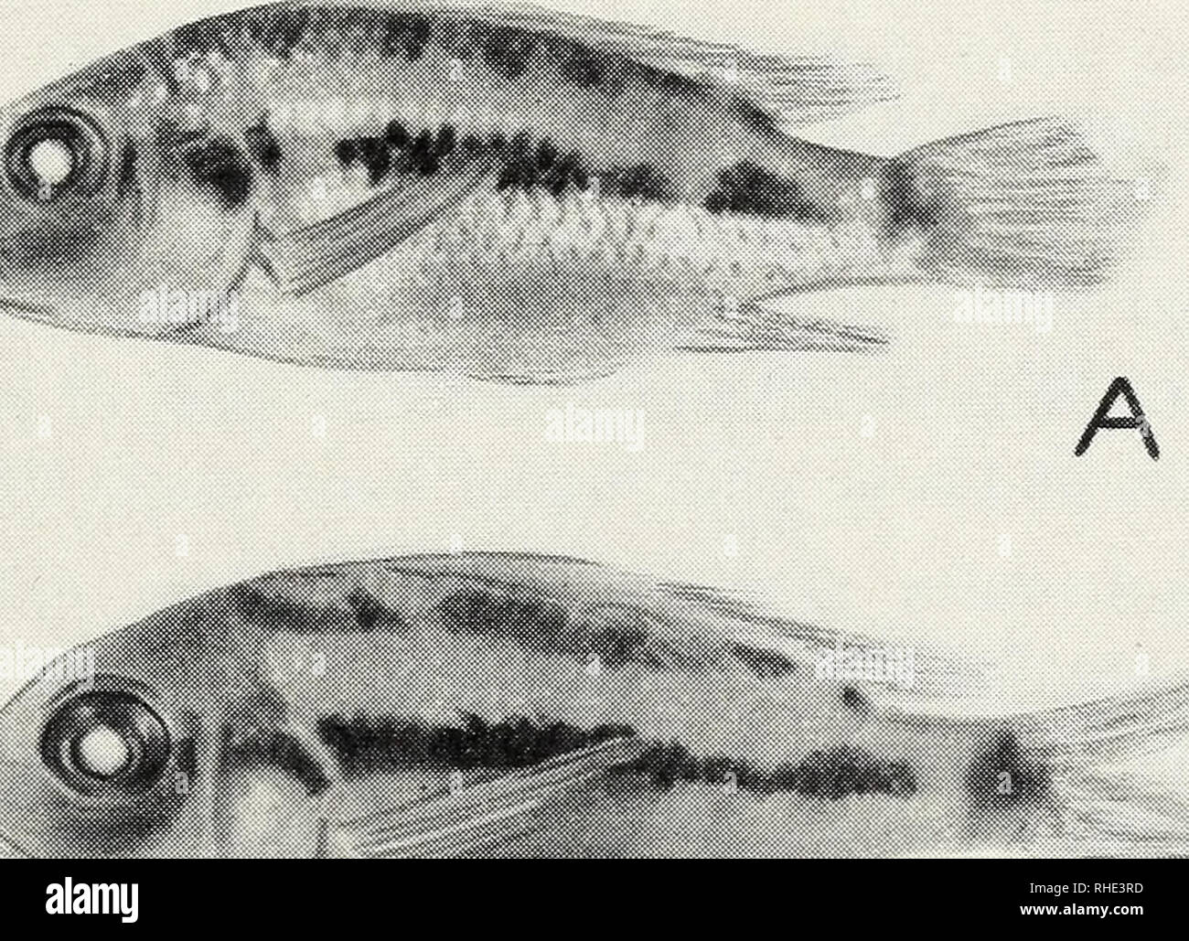 Barred teeth hi-res stock photography and images - Alamy