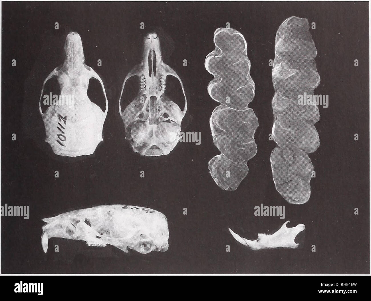 Ph 453 hi-res stock photography and images - Alamy