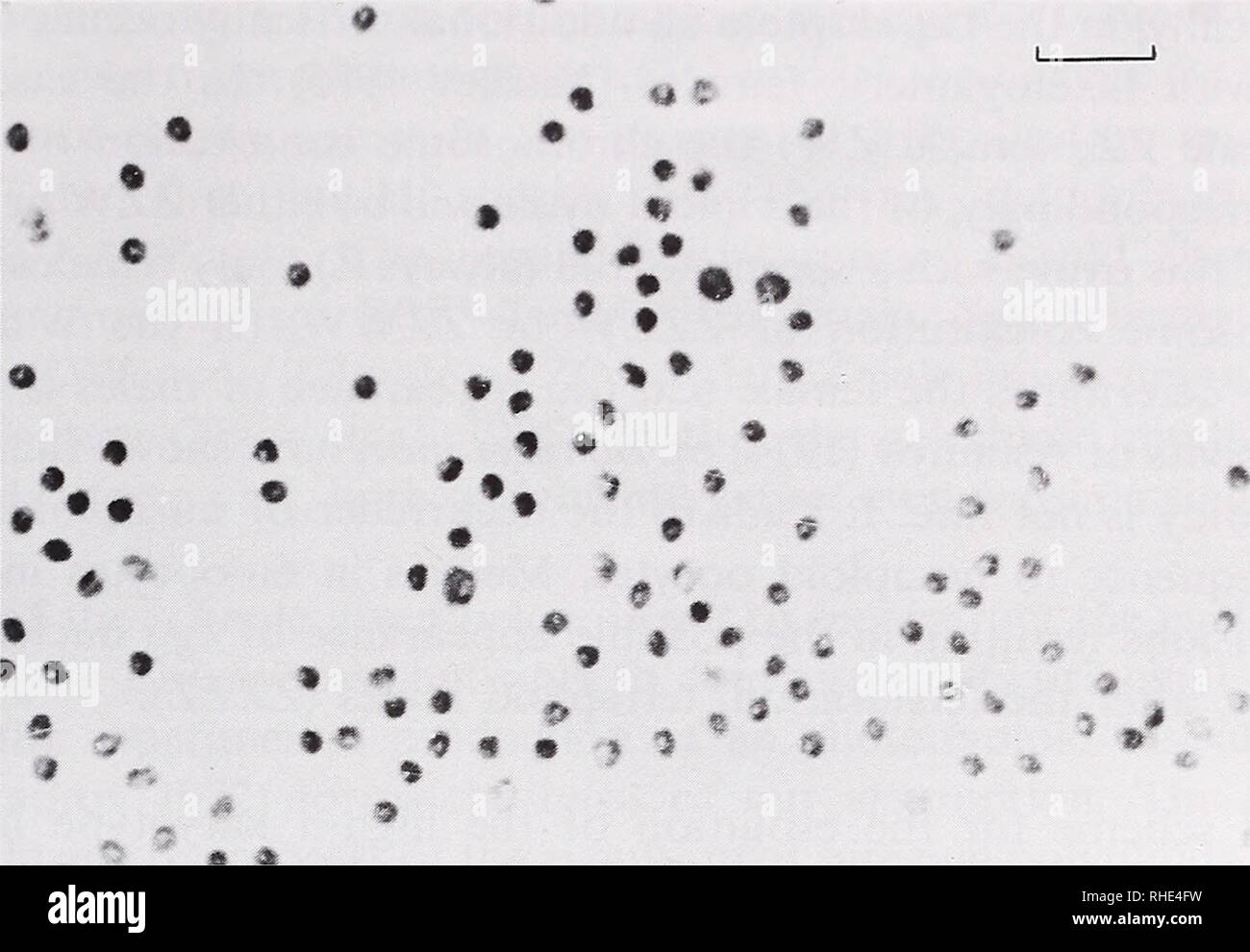Chiasmata meiosis hi-res stock photography and images - Alamy