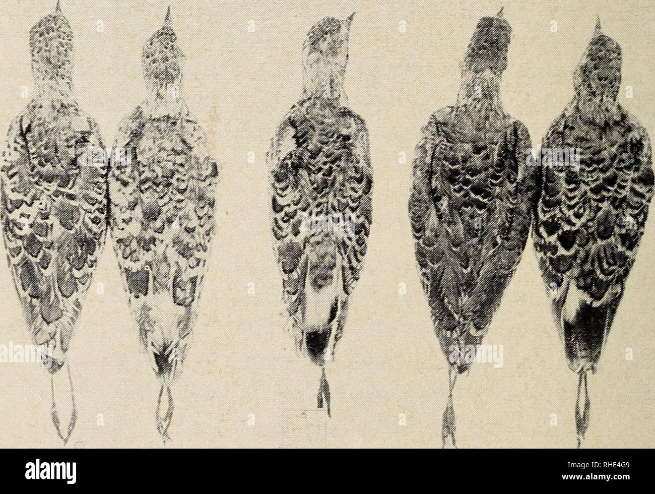 Dr michael gross hi-res stock photography and images - Alamy