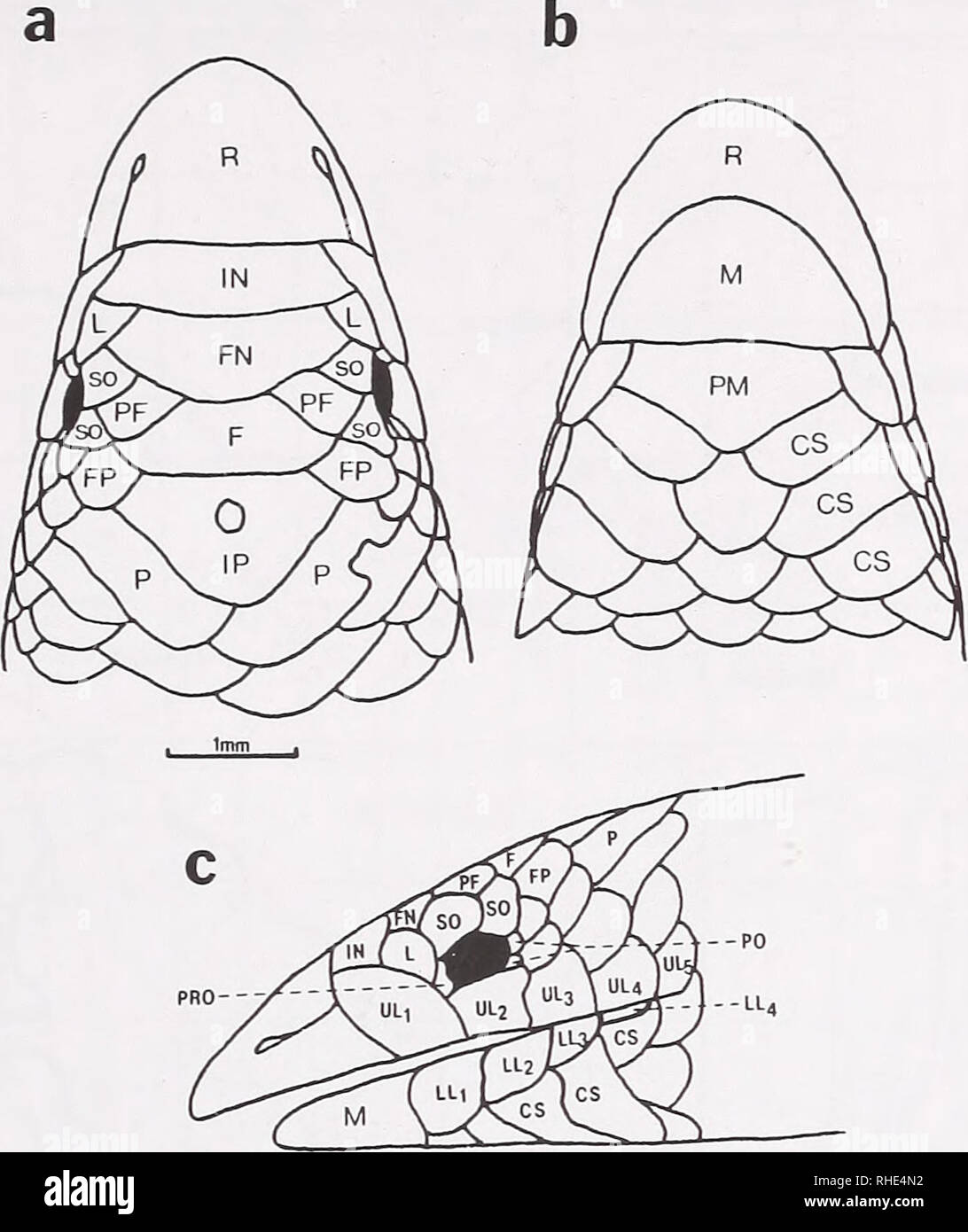 Chin ip hi-res stock photography and images - Alamy