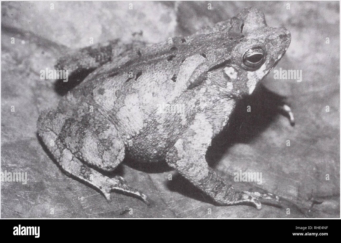 Nuptial tubercles hi-res stock photography and images - Alamy