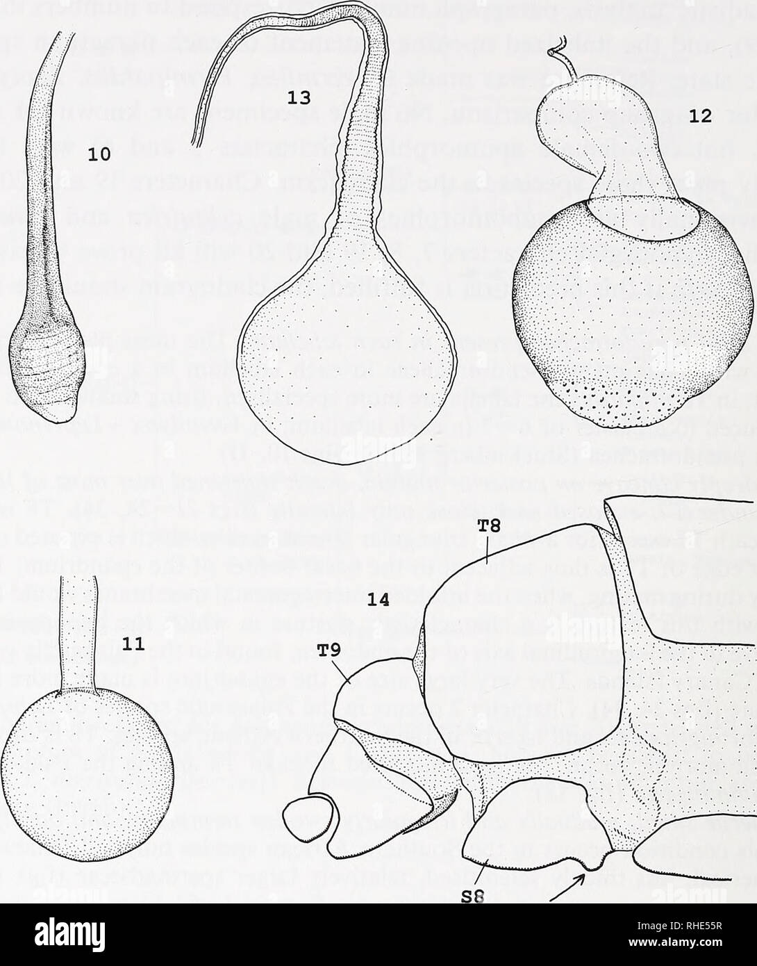 Cercus canadensis hi-res stock photography and images - Alamy