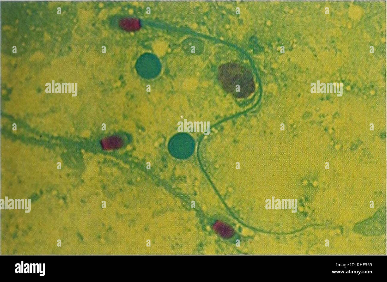 Neomys anomalus hi-res stock photography and images - Alamy