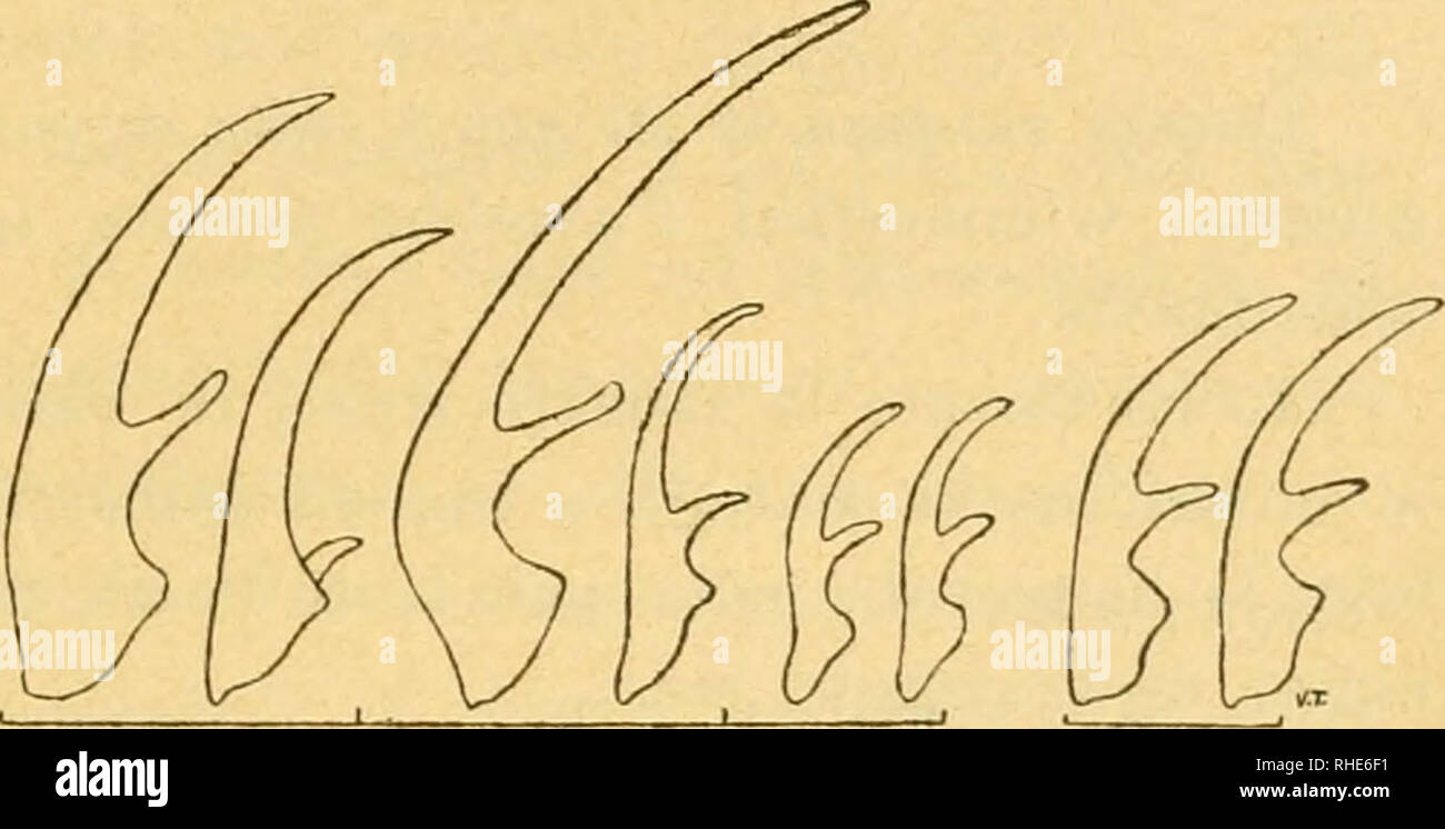 Che hanno il colore bianco hi-res stock photography and images - Alamy