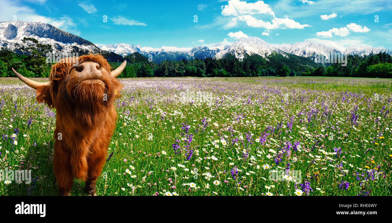 Summer landscape with a cow on fresh green pastures with flowers and ...