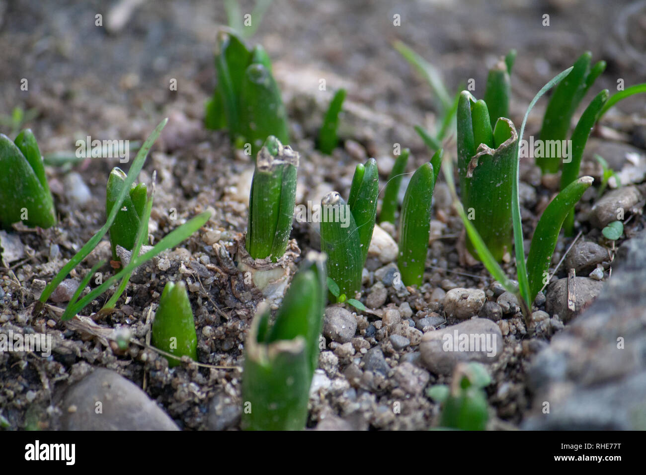 Hyacinth sprouting through earth spring Stock Photo - Alamy