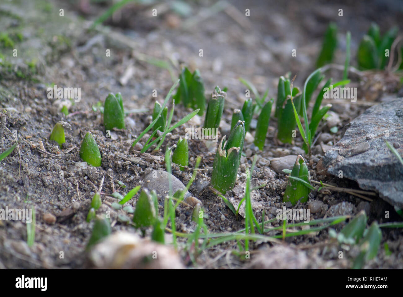 Earth spring hi-res stock photography and images - Alamy