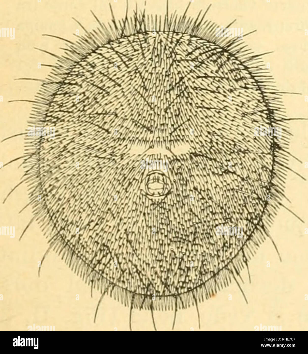 Dimorfismo di genere hi-res stock photography and images - Alamy