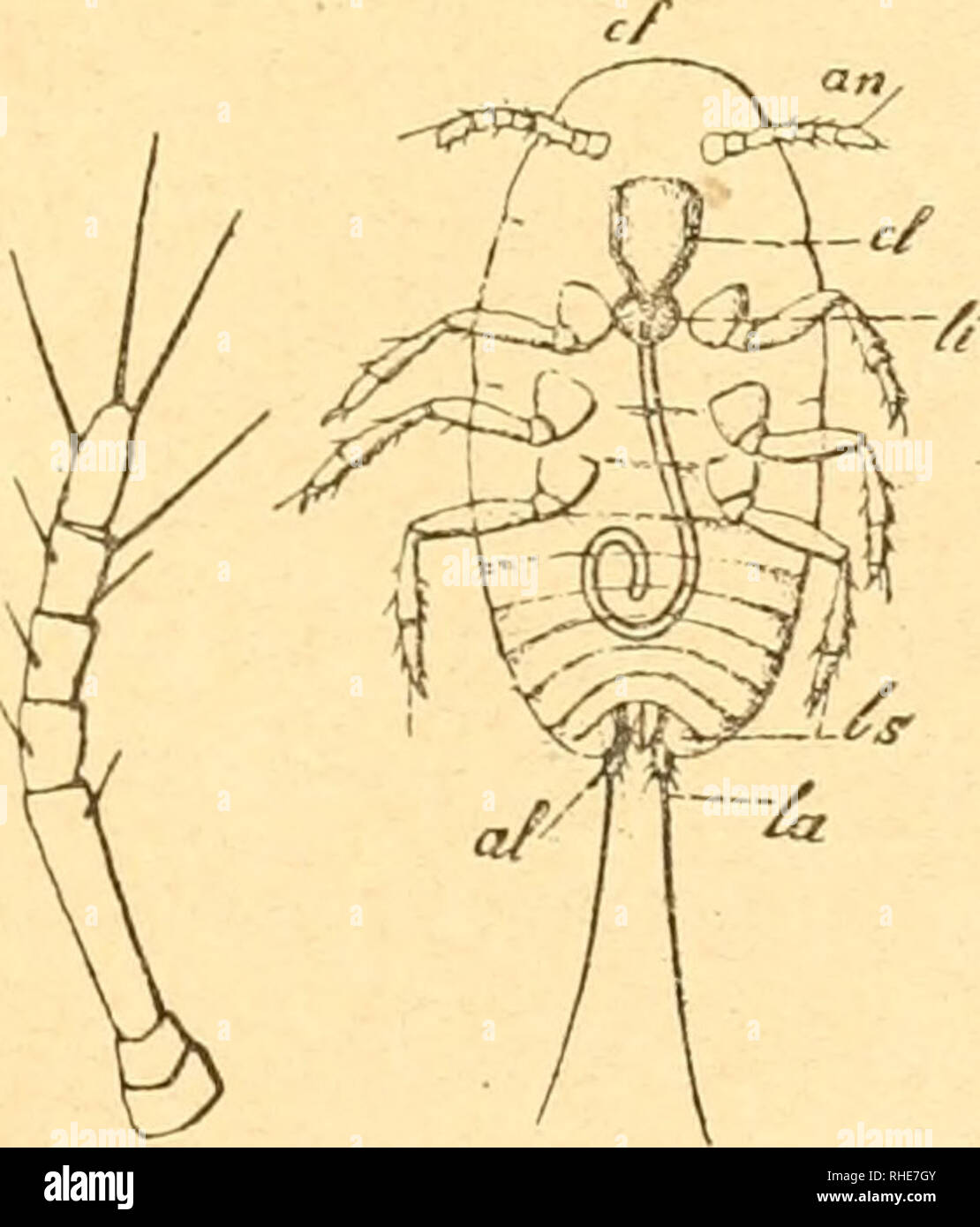 Corpo esterno hi-res stock photography and images - Alamy