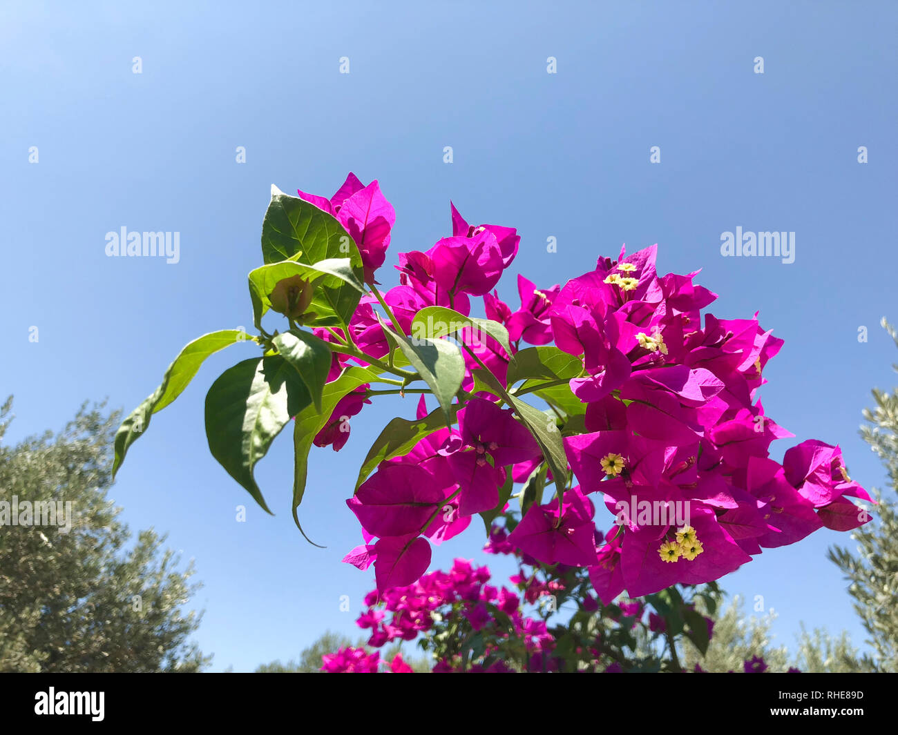 Bougainvillea flowers on a sky background Stock Photo - Alamy