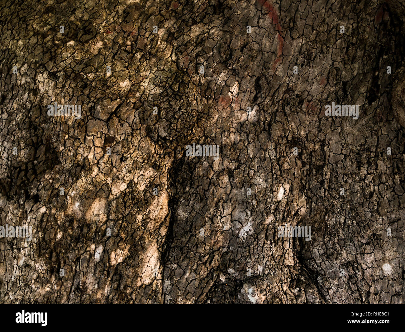 Olive Tree texture background Stock Photo - Alamy
