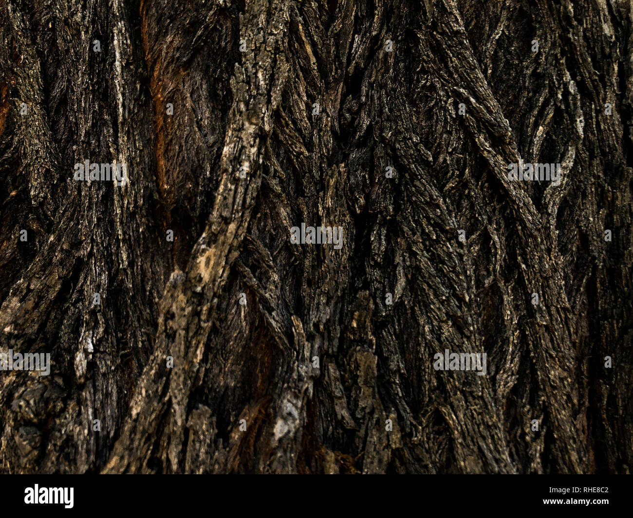 Olive Tree texture background Stock Photo - Alamy