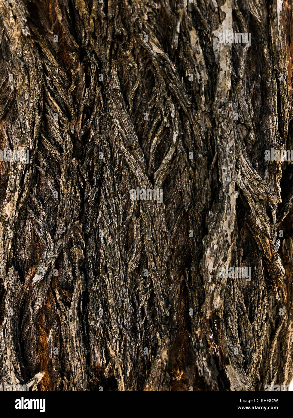 Olive Tree texture background Stock Photo - Alamy