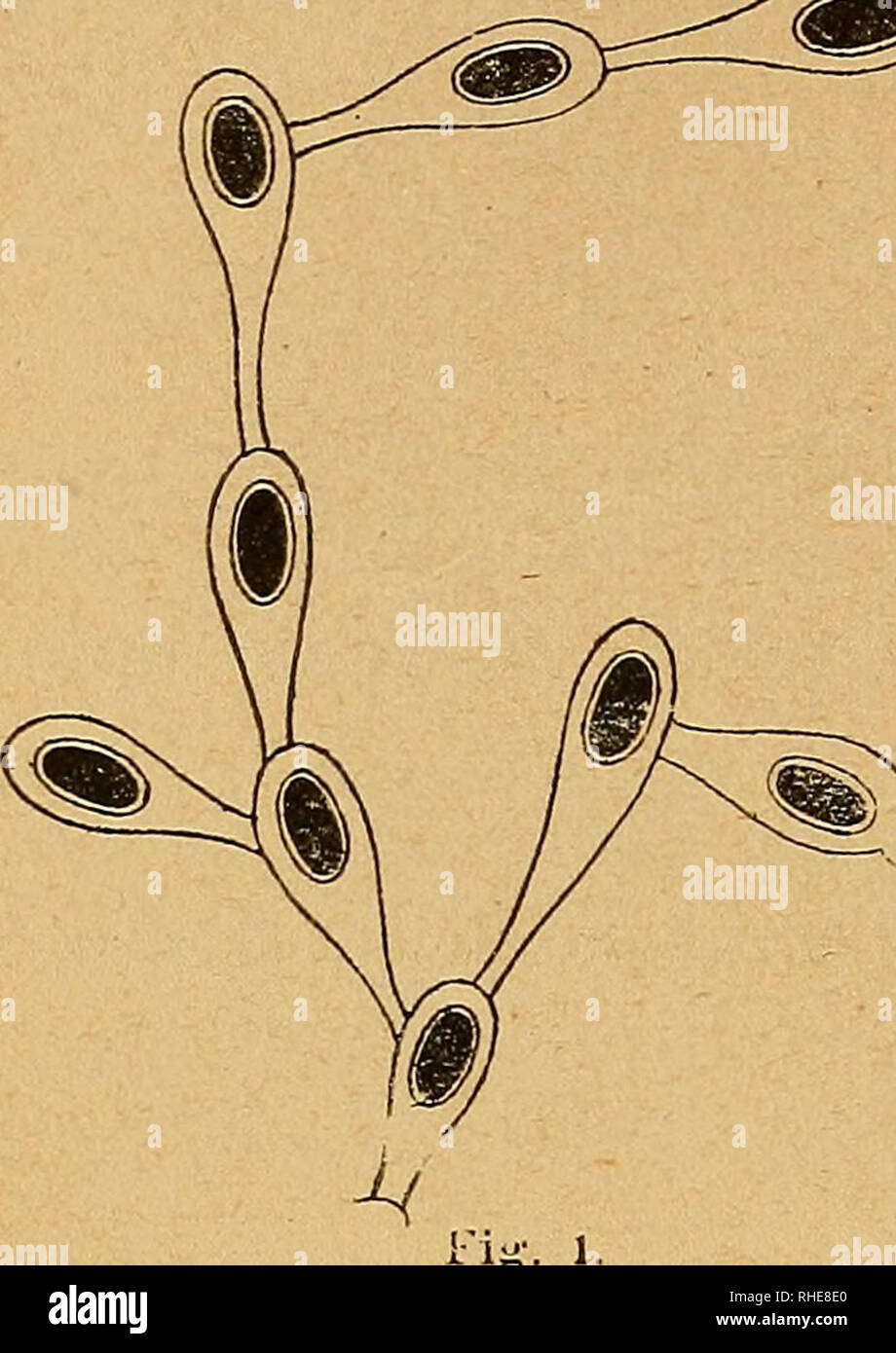 Tubipora catenularia hi-res stock photography and images - Alamy