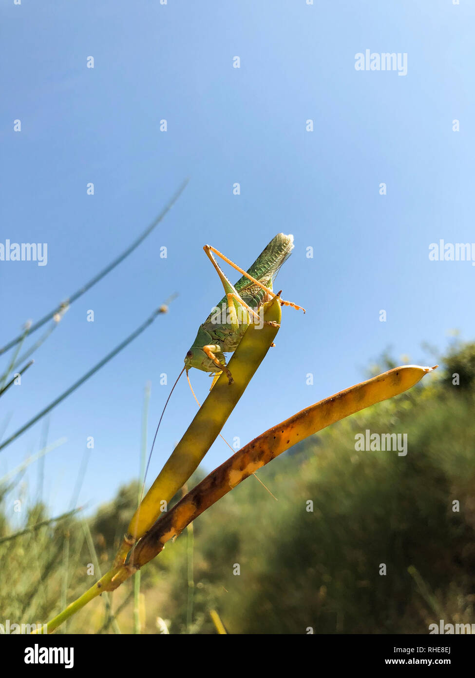 Grashopper close up shot on a plant Stock Photo - Alamy