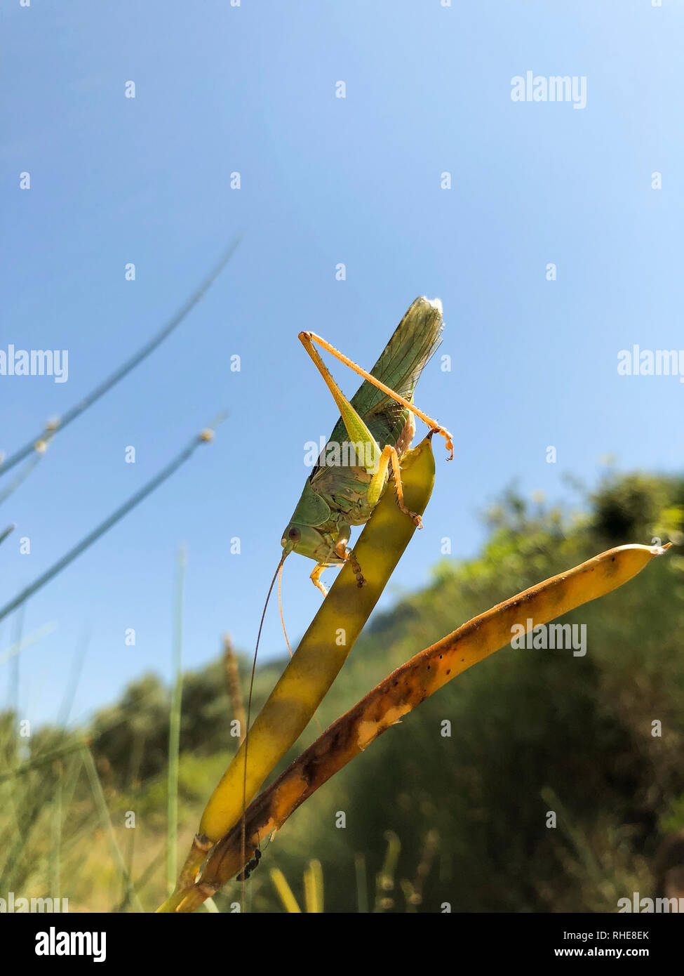 Grashopper close up shot on a plant Stock Photo - Alamy