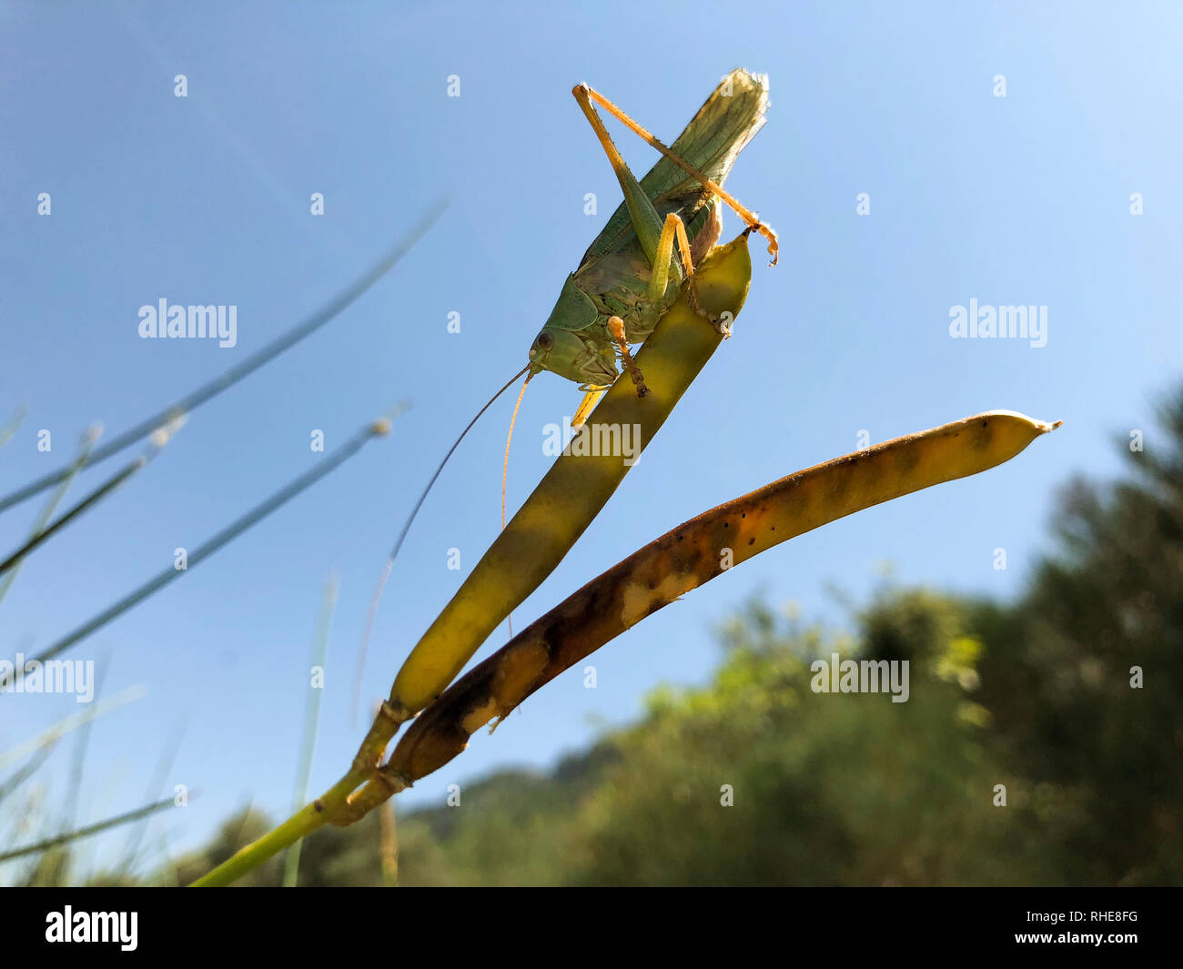 Grashopper close up shot on a plant Stock Photo - Alamy