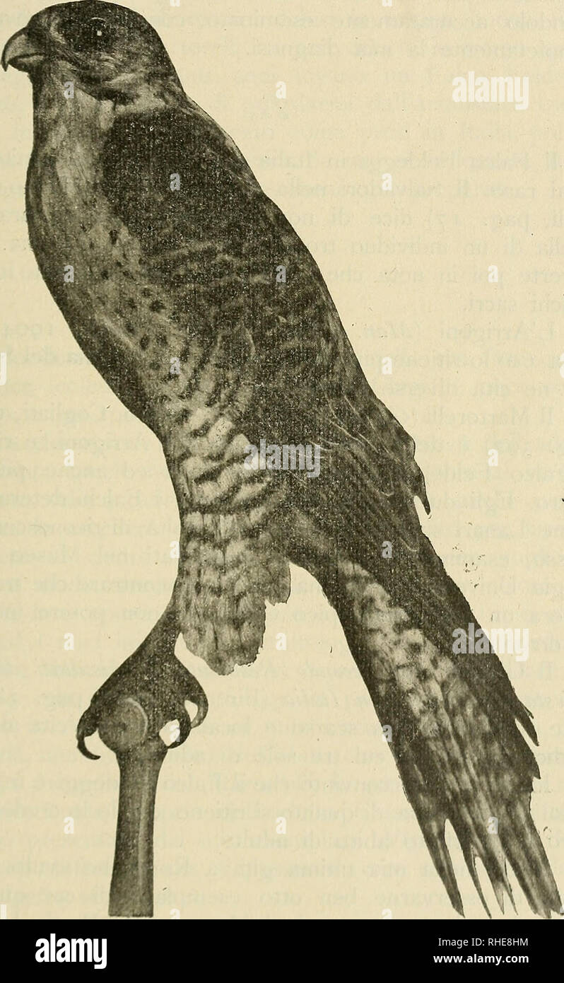 Lo falco hi-res stock photography and images - Alamy