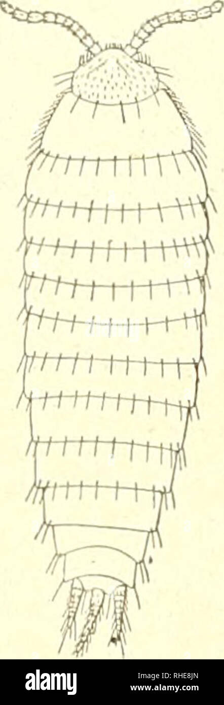 Nido di biologia hi-res stock photography and images - Alamy