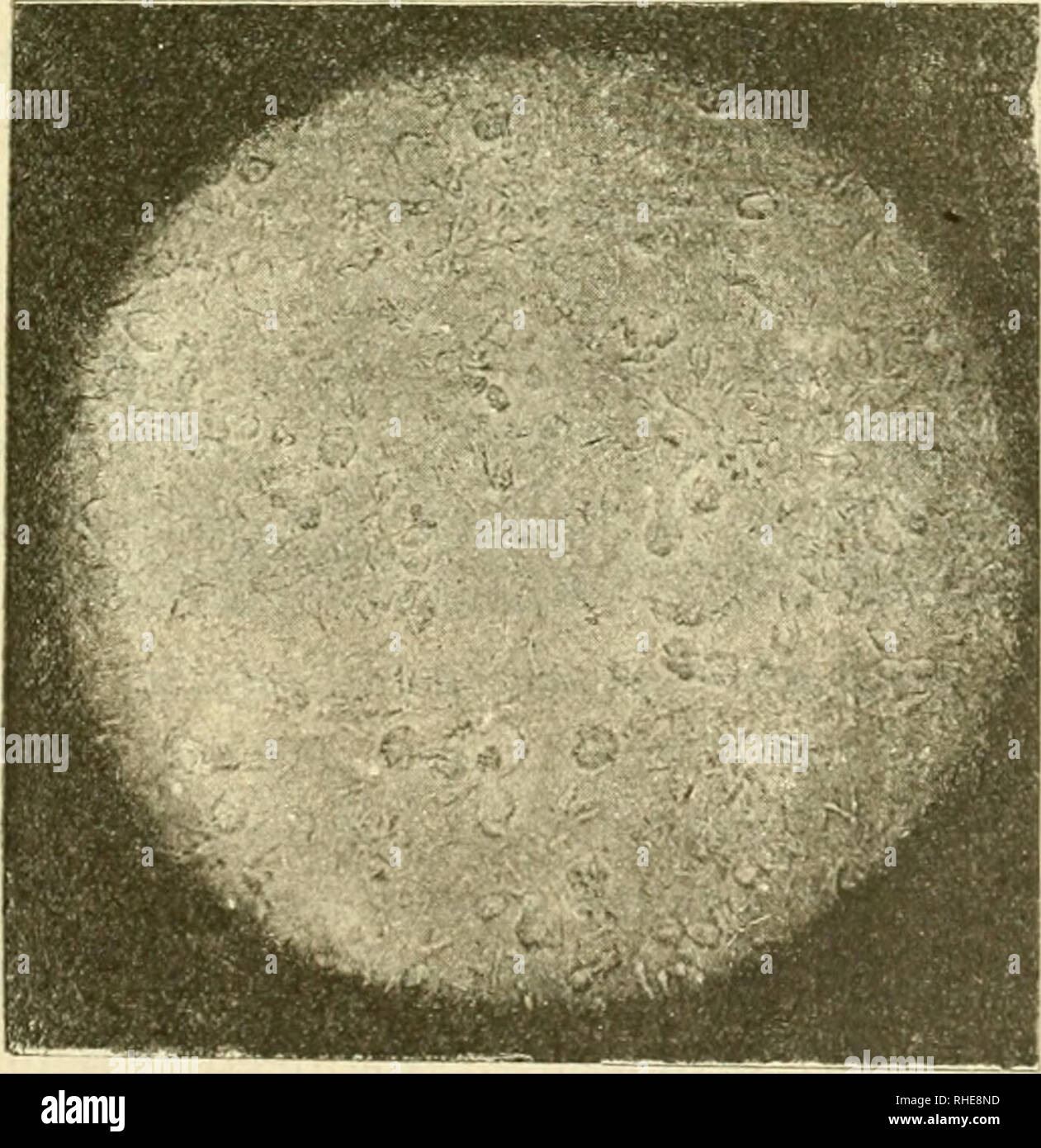 Haemocyanin hi-res stock photography and images - Alamy