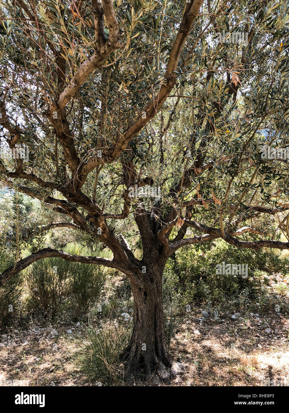 Olive tree close up shot Stock Photo - Alamy