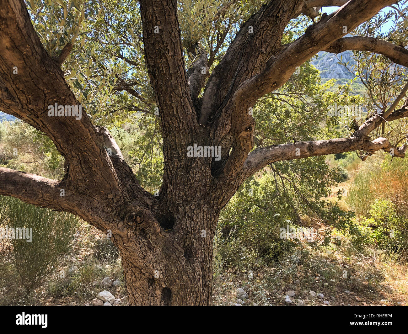 Olive tree close up shot Stock Photo - Alamy