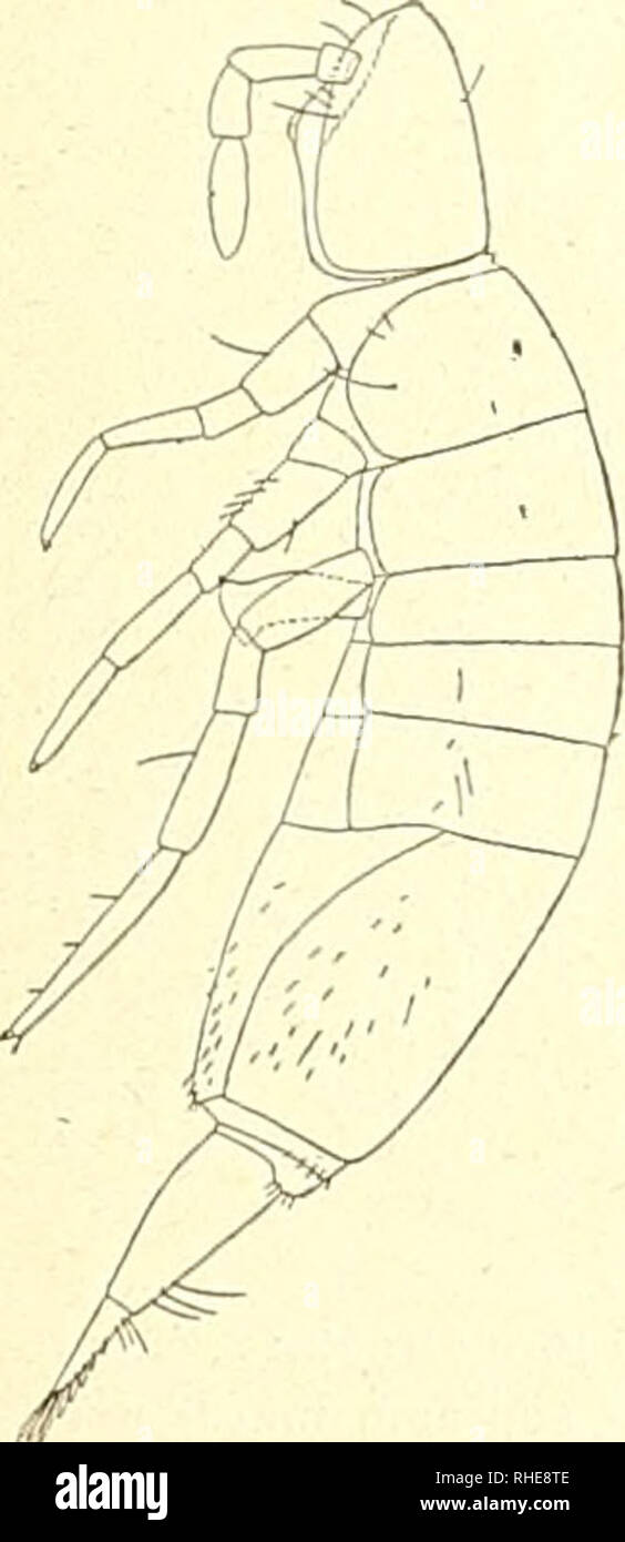 Parva mea hi-res stock photography and images - Alamy