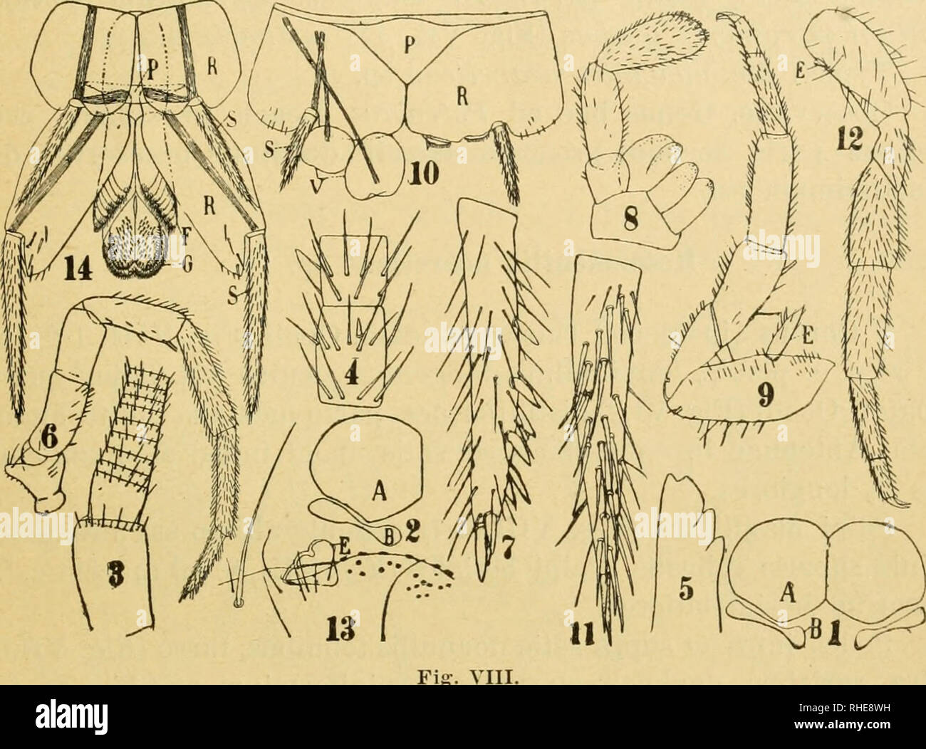 Bulae hi-res stock photography and images - Alamy