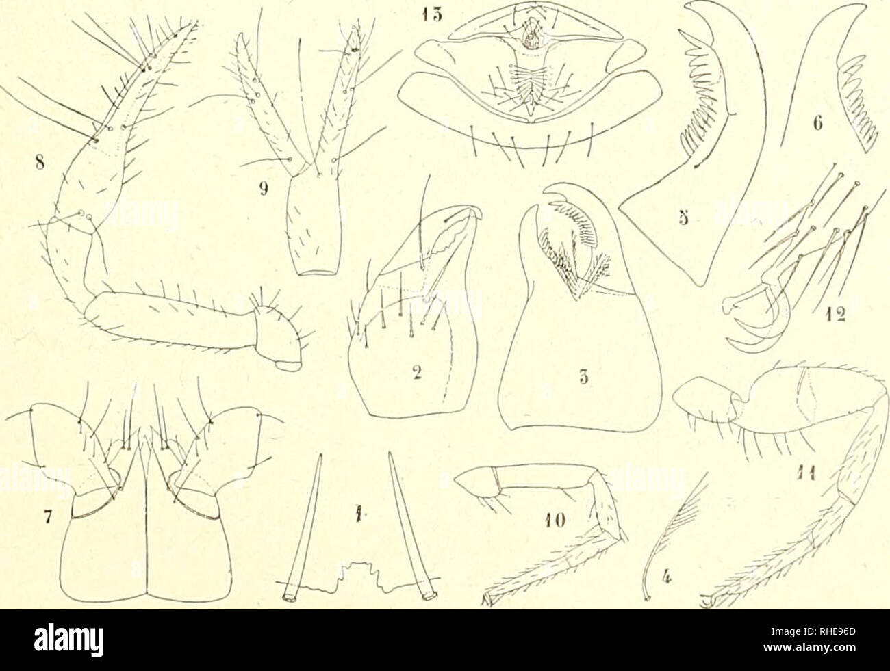 Pars distalis hi-res stock photography and images - Alamy