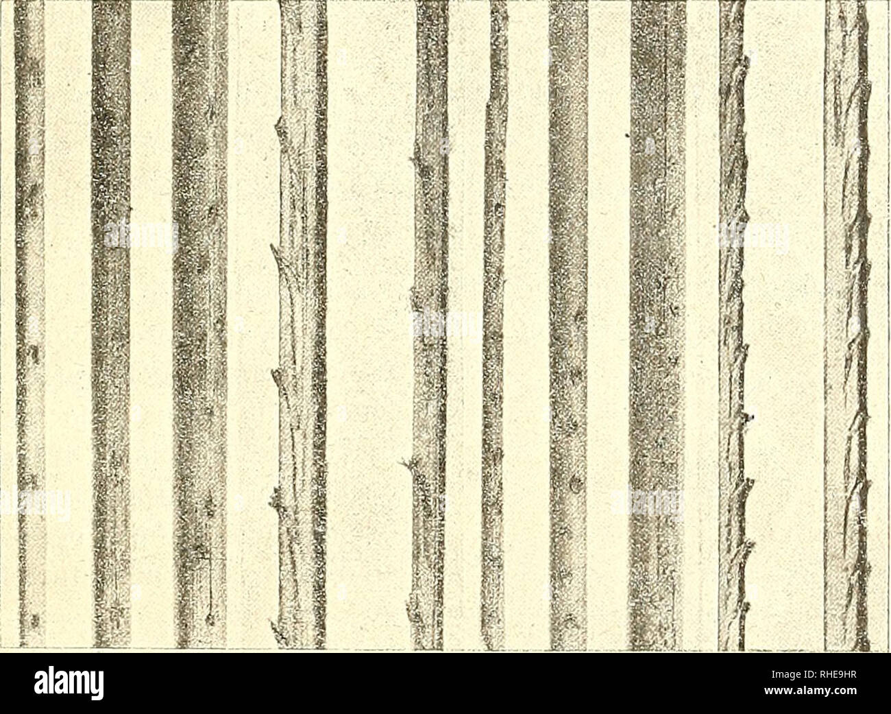 Pianta steli hi-res stock photography and images - Alamy