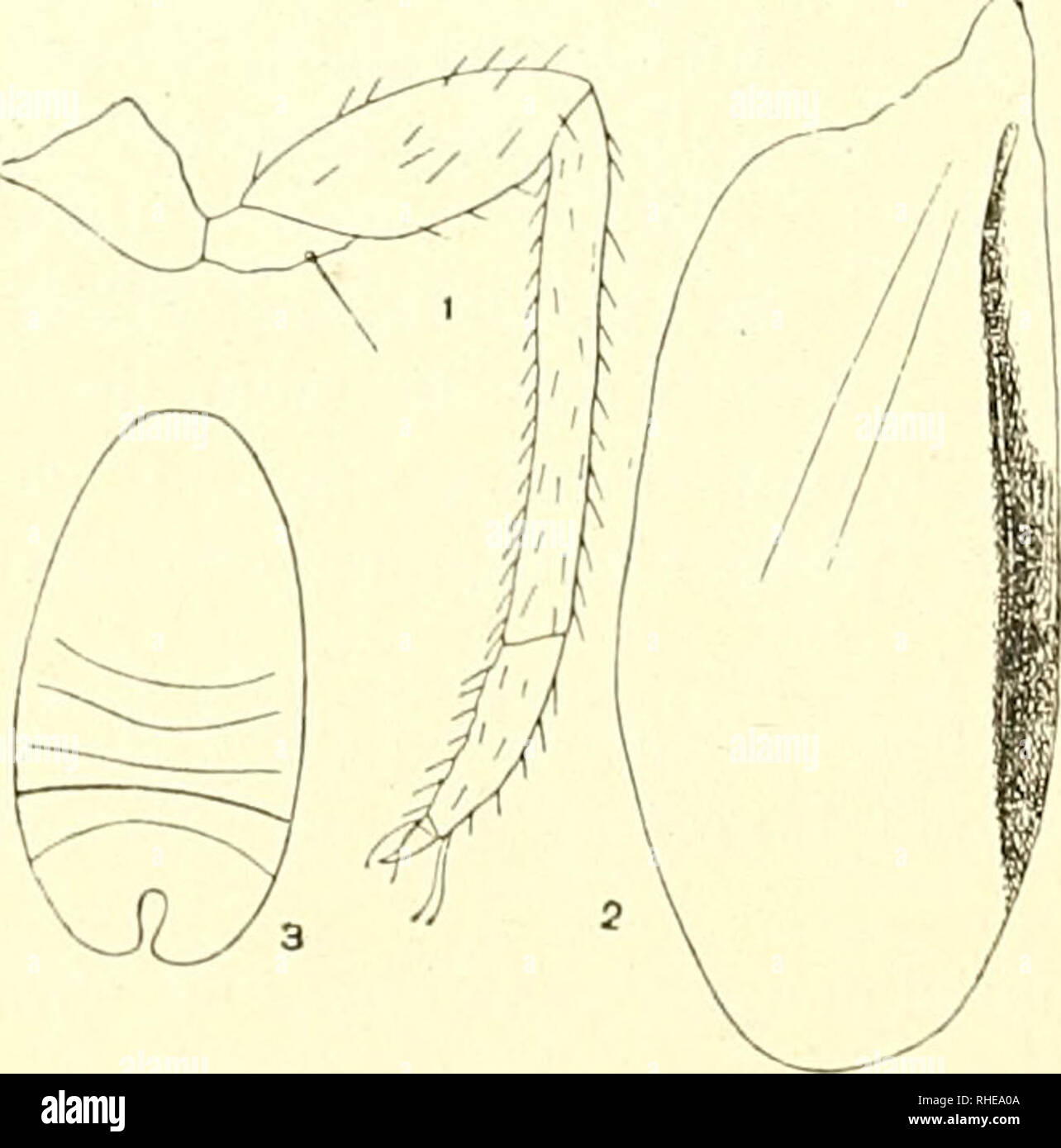 Interposti hi-res stock photography and images - Alamy