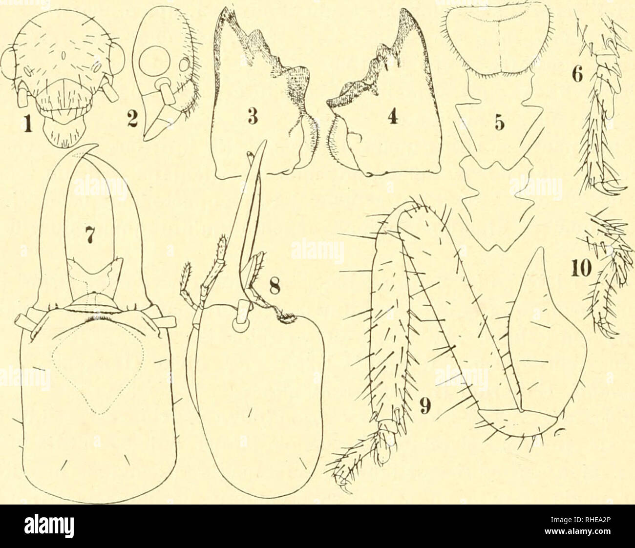 Cubitermes sp hi-res stock photography and images - Alamy