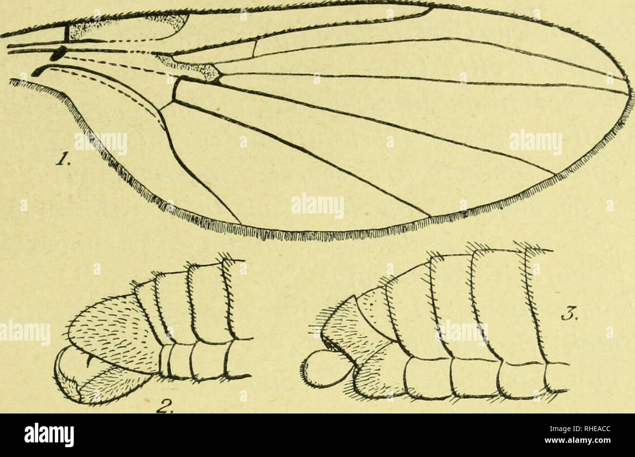 Linea del maschio hi-res stock photography and images - Alamy