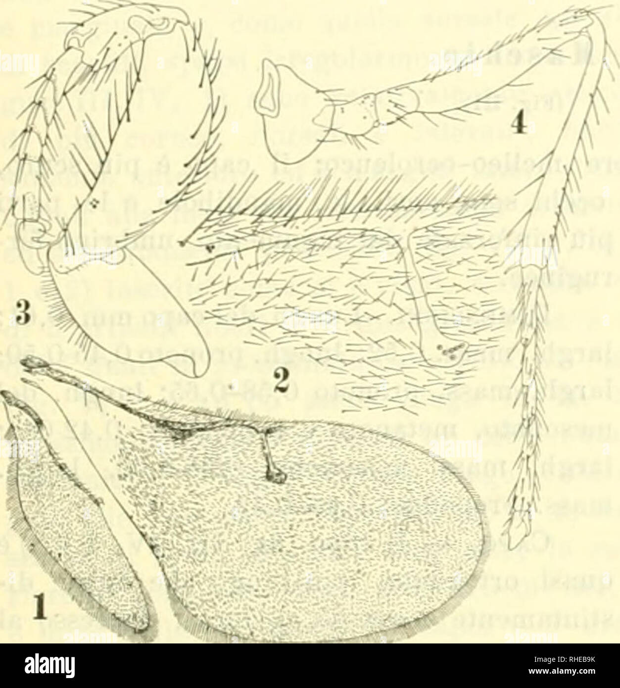 Cuticola hi-res stock photography and images - Alamy