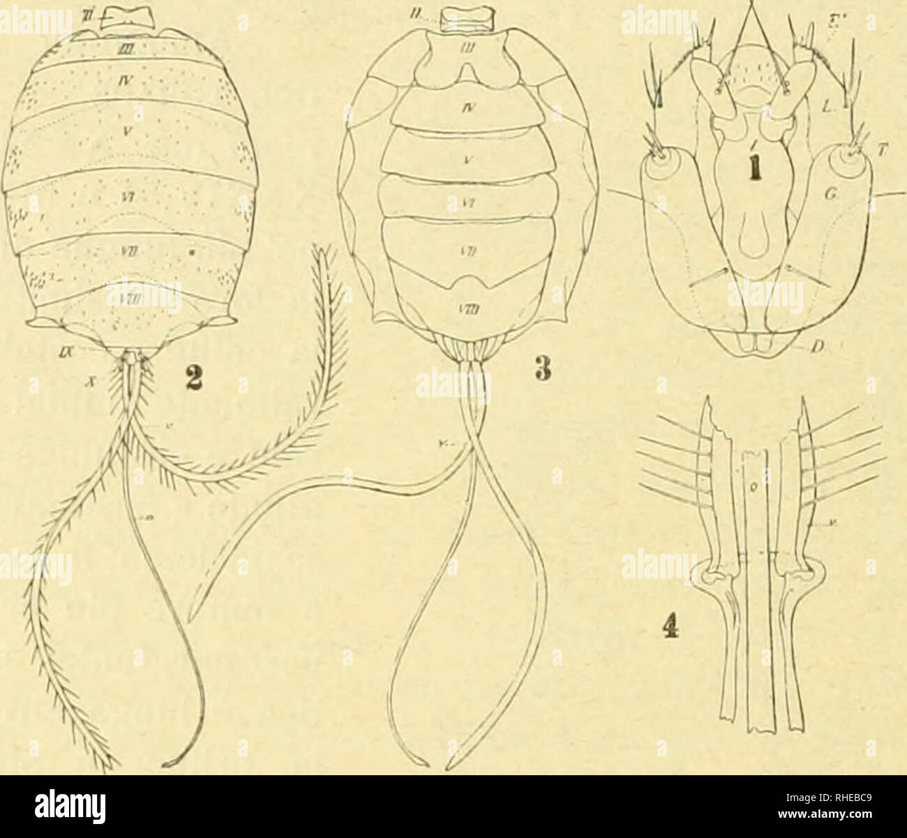 Tibia obliqua hi-res stock photography and images - Alamy