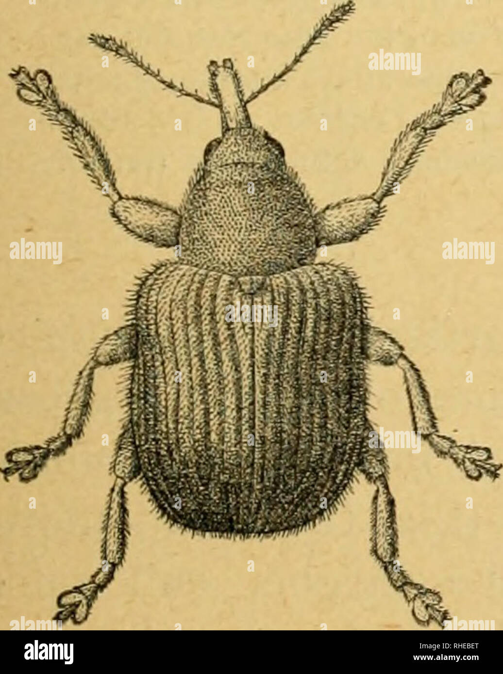 . Bollettino del Laboratorio di zoologia generale e agraria della R ...