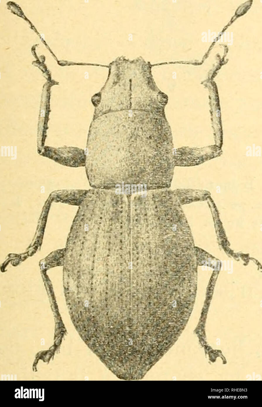 Zoologia della biologia hi-res stock photography and images - Alamy