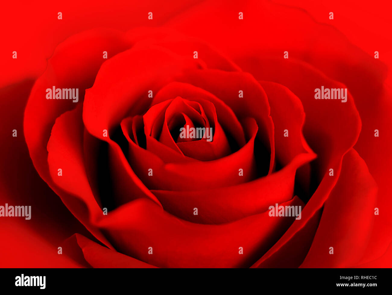 beautiful red rose background Stock Photo - Alamy
