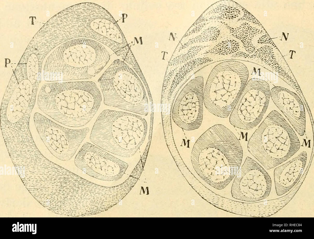 Cellule embrionali hi-res stock photography and images - Alamy