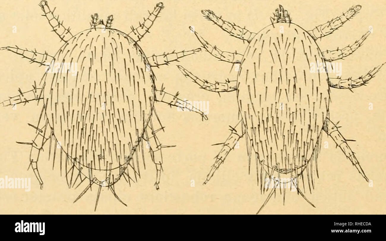 Mesostigmata hi-res stock photography and images - Alamy